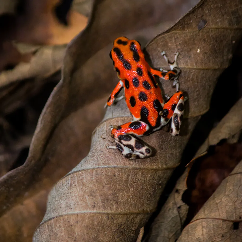 Nature Reserve - Eclypse de Mar - Panama